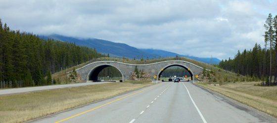 Wildlife Crossings Program